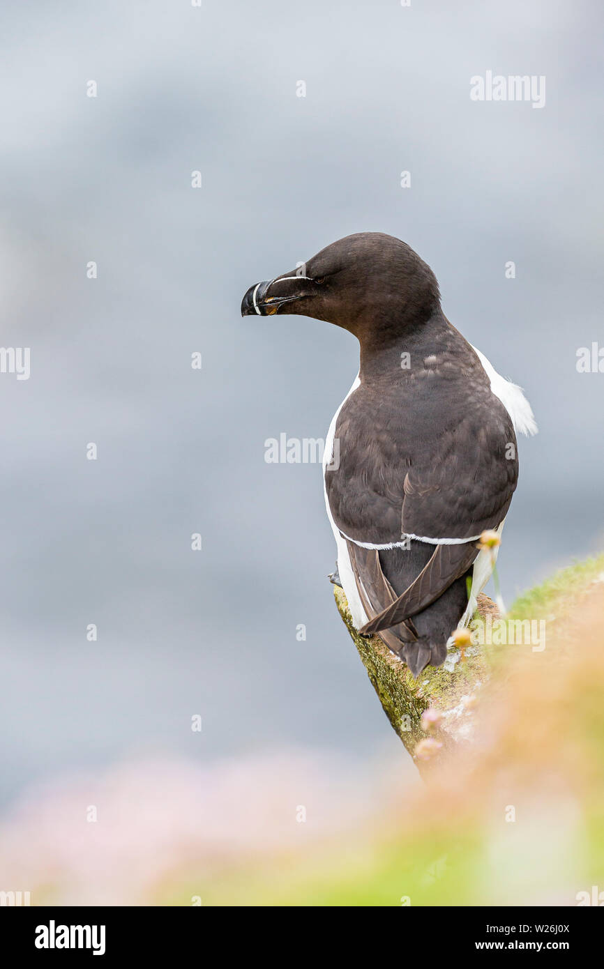 Saltee birds hi-res stock photography and images - Alamy