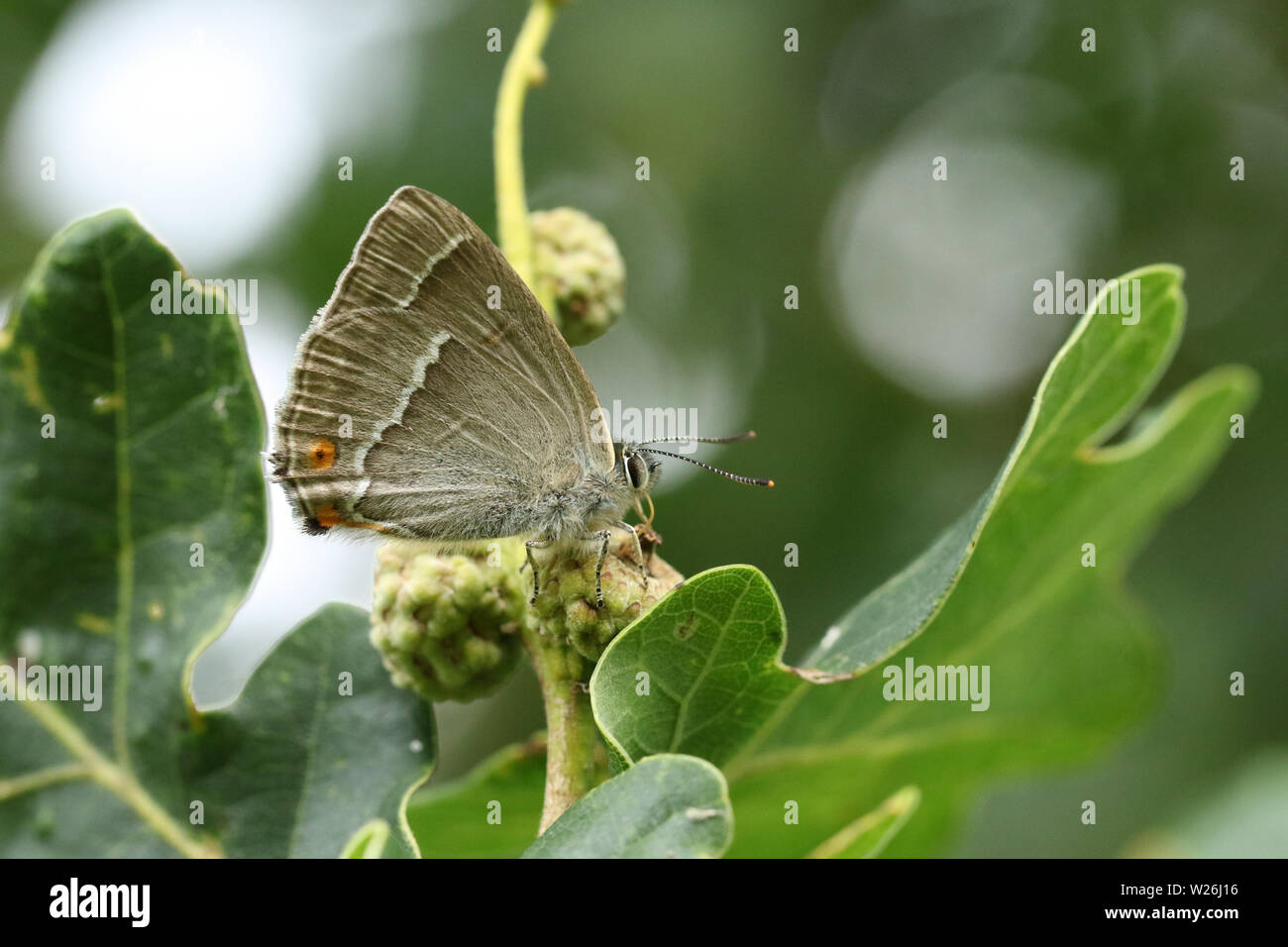 Purple hairstreak butterfly oak leaf hi-res stock photography and ...