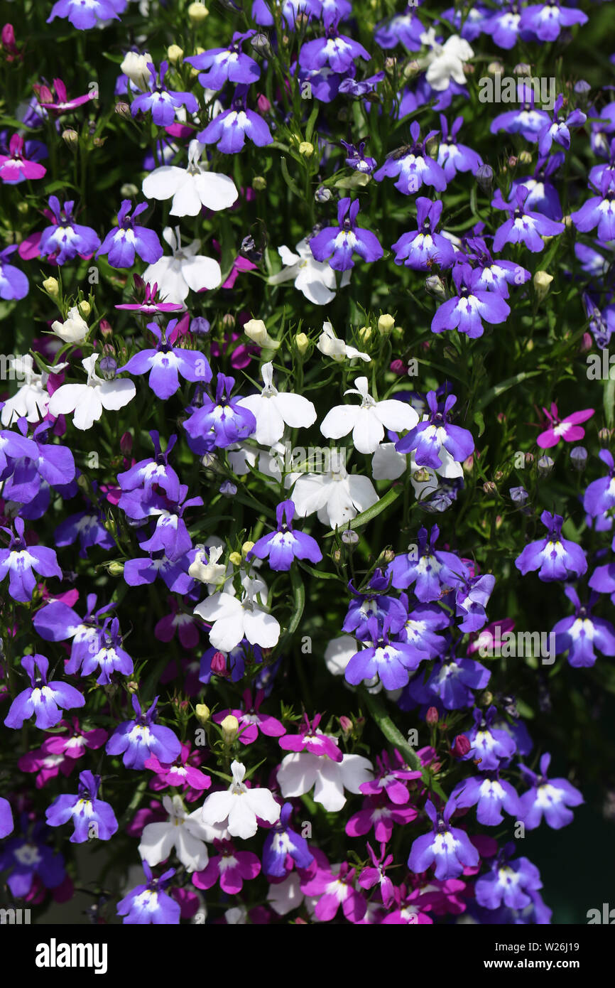 A mixture of colours of Lobelia, erinus, flowering plants growing in a ...