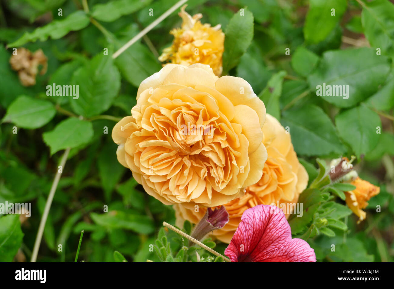Lady of Shallot rose Stock Photo - Alamy
