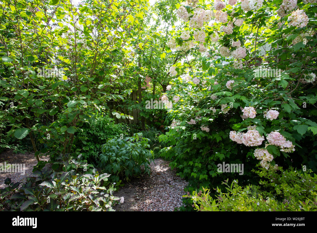 beautiful morning light in green garden with colorful plants Stock ...