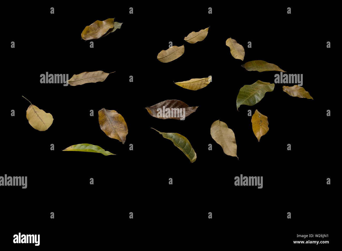 Autumn falling leaves isolated on black background Stock Photo - Alamy