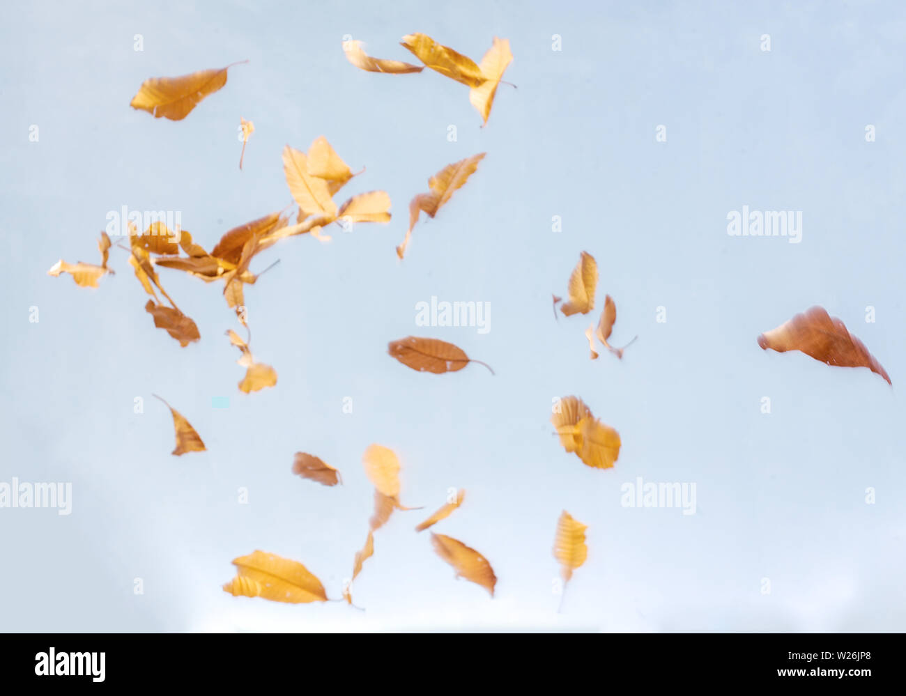 Autumn leaves falling down,isolated on sky background Stock Photo - Alamy