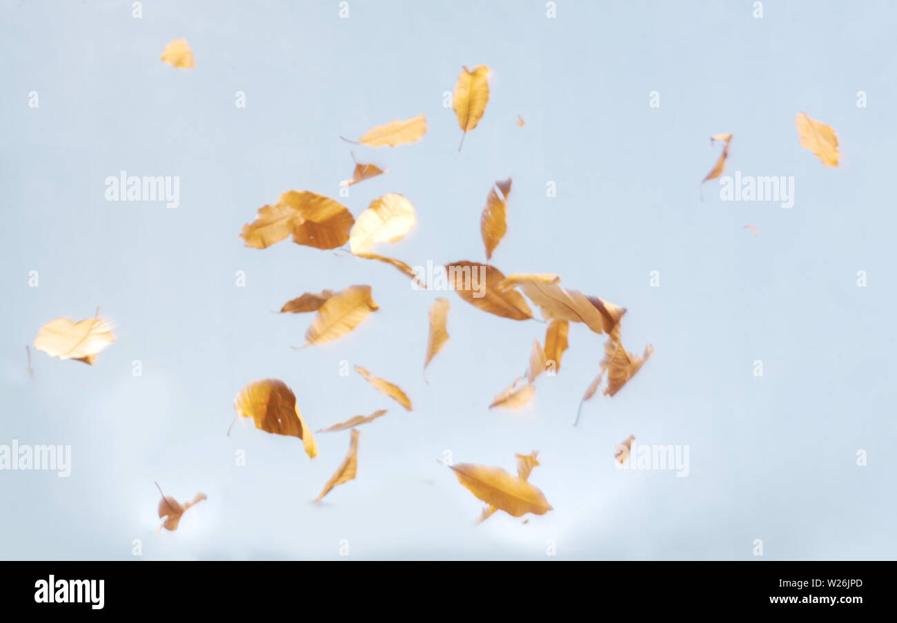 Bunch of autumn dry falling leaves,isolated on sky background Stock ...