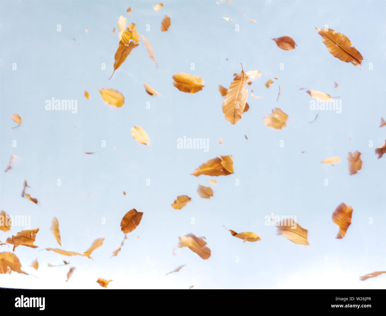 Autumn dry falling leaves,isolated on sky background Stock Photo - Alamy