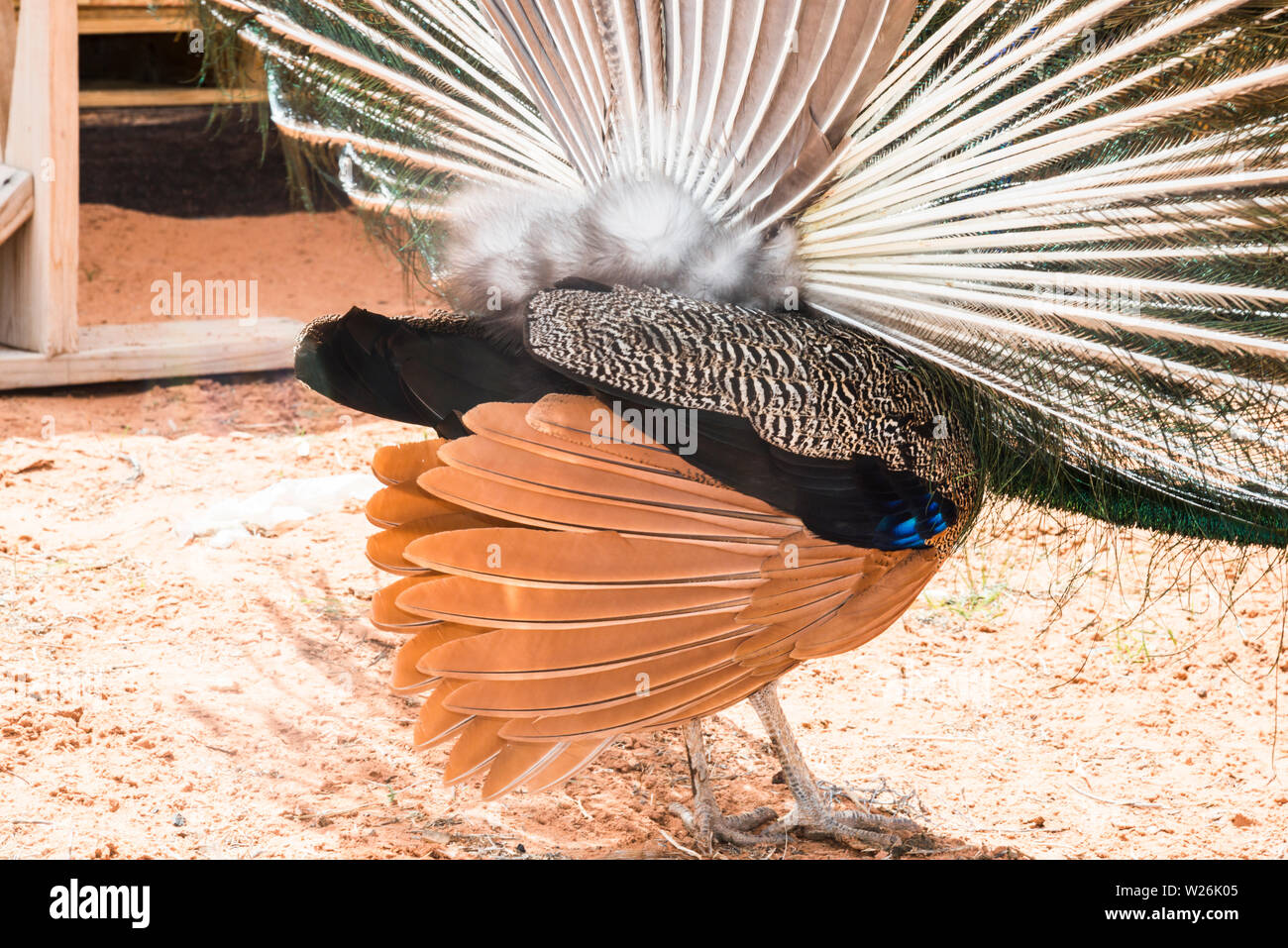 Peacock feet hi-res stock photography and images - Alamy