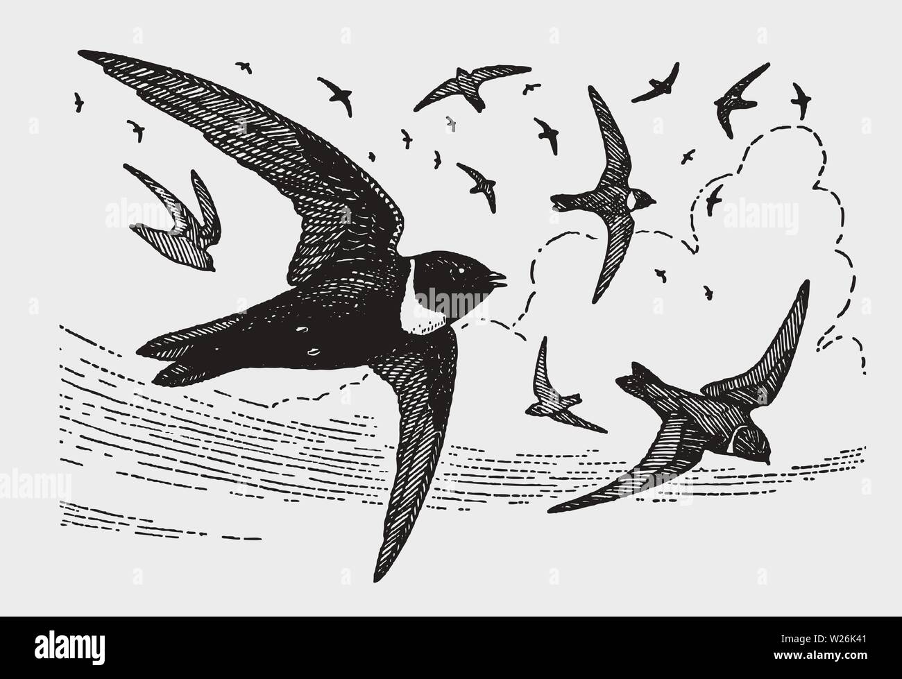 Flock of white-collared swifts (streptoprocne zonaris) flying in the ...