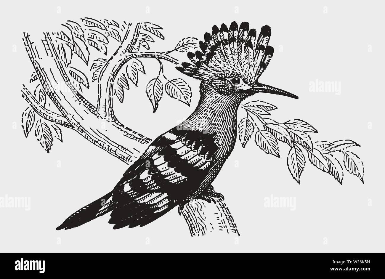 Hoopoe upupa epops on branch Stock Vector Images - Alamy