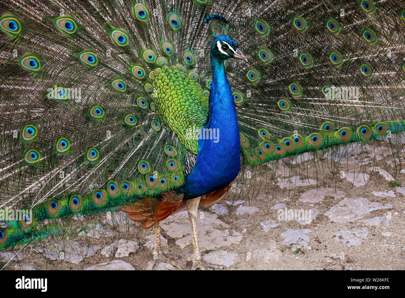 Tail spreading hi-res stock photography and images - Alamy