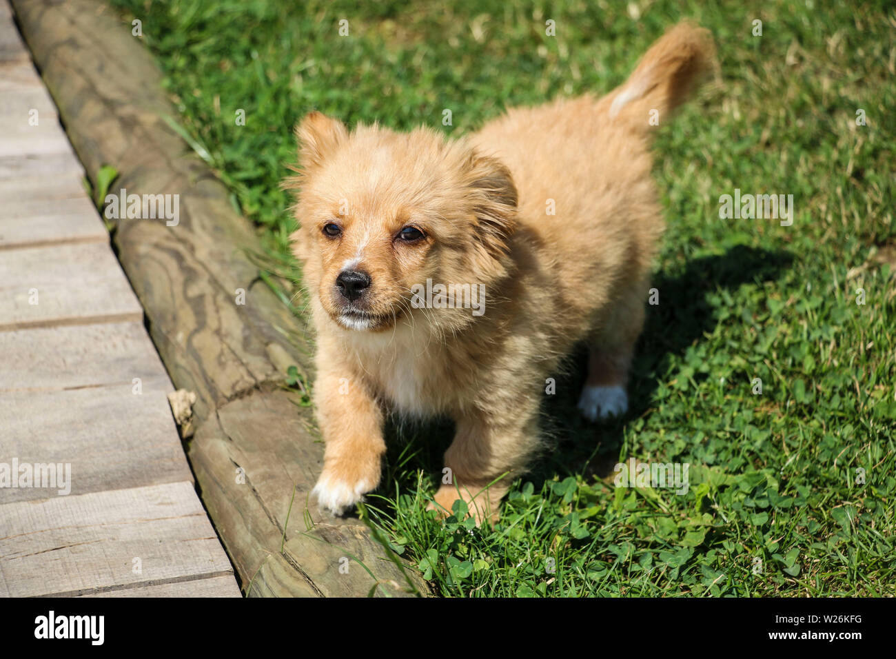 Steps over fence hi-res stock photography and images - Alamy Steps over fence hi-res stock photography and images - Alamy