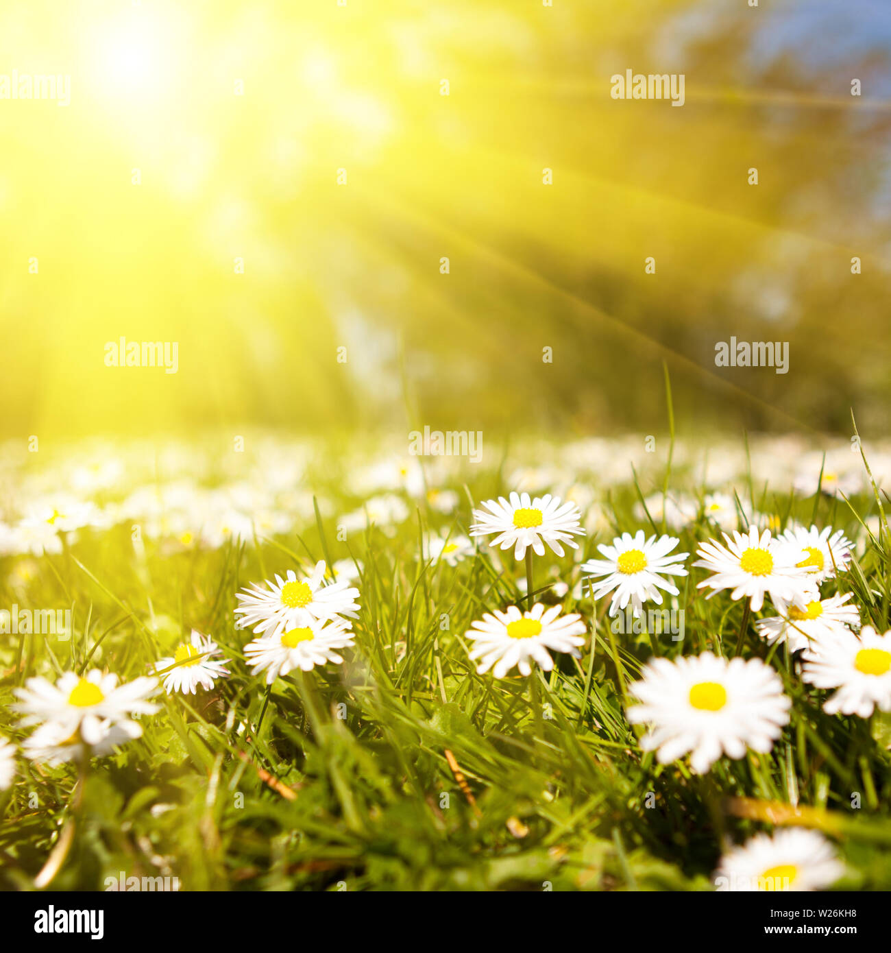 field of daisy flowers Stock Photo - Alamy