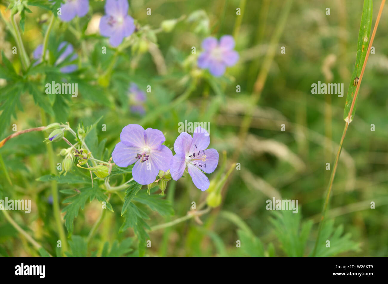 close-up of blue flowers of geranium pratense in summer meadow Stock ...