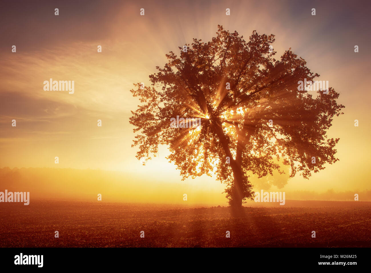 Single tree in the fog Stock Photo - Alamy
