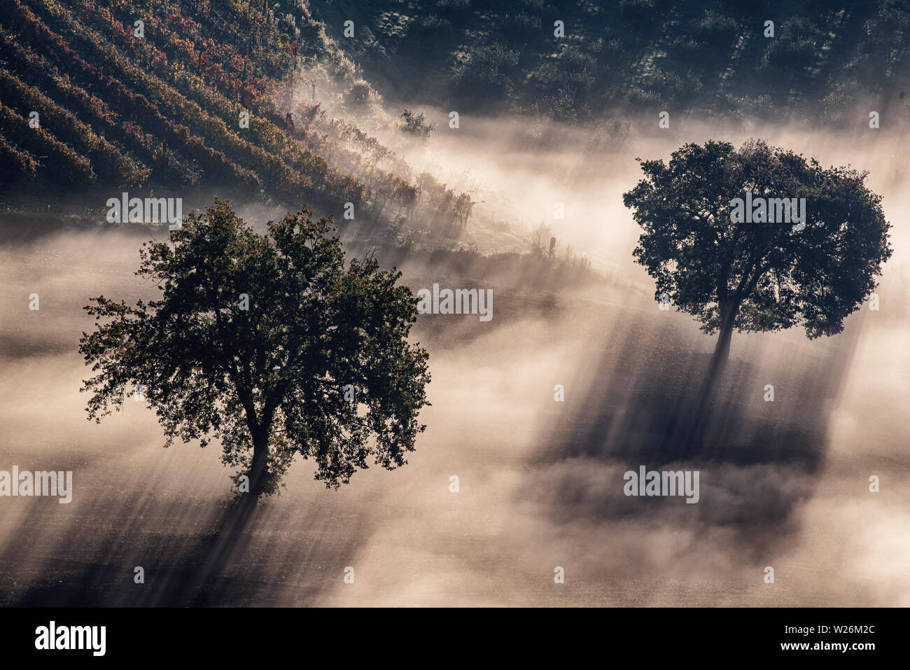 Two trees in the fog Stock Photo - Alamy