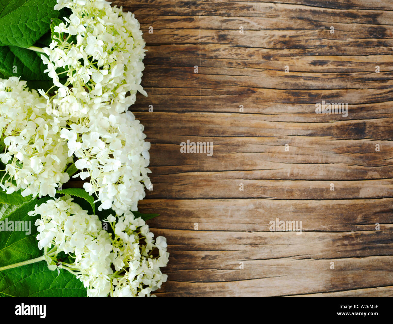 Hydrangea flowers frame, top view. Hydrangea flowers on wooden ...