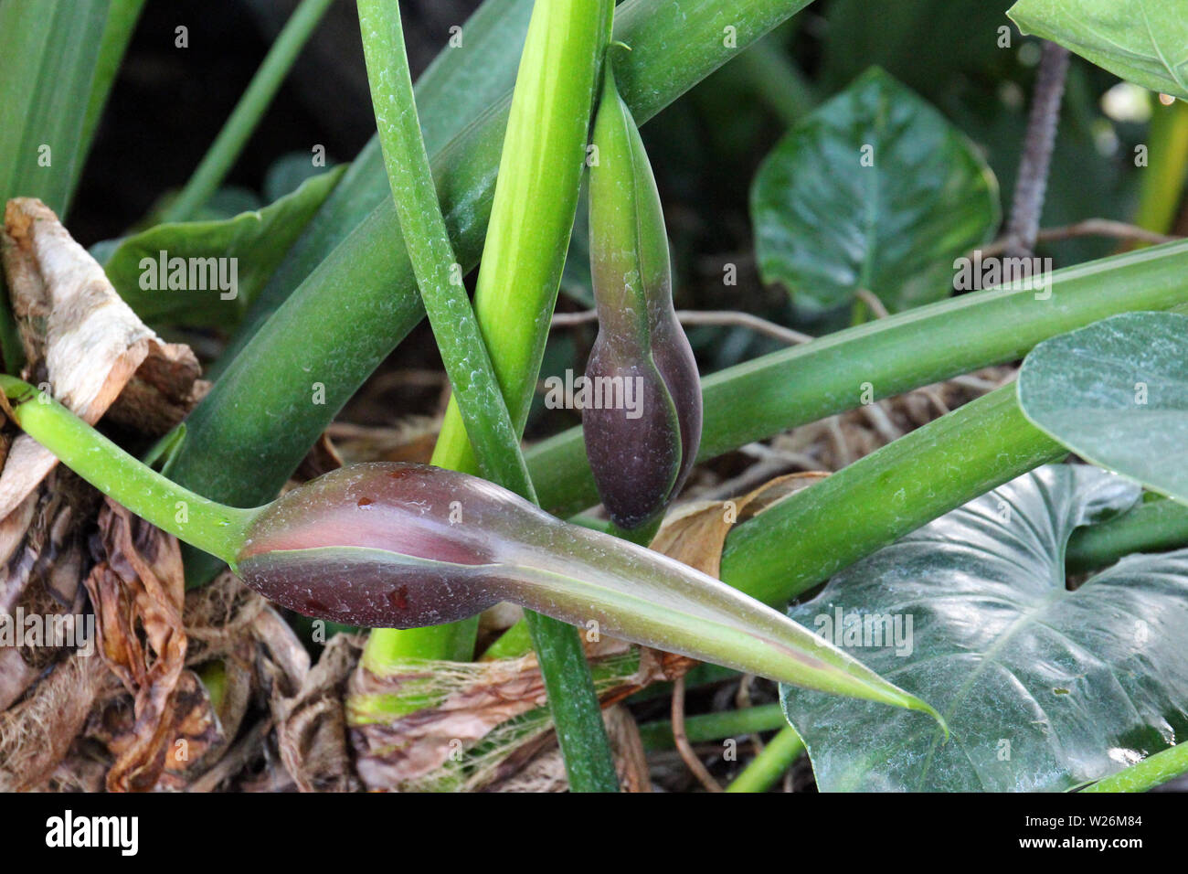 Close up of the underside of a Philodendron giganteum flower buds Stock ...