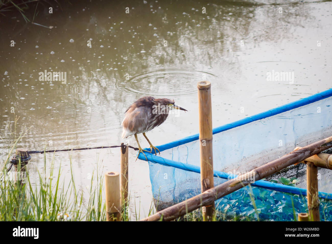 Chinese pond heron (Ardeola bacchus) Javan Pond-Heron watching fish ...