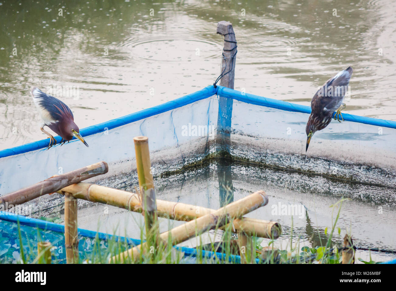 Chinese pond heron (Ardeola bacchus) Javan Pond-Heron watching fish ...