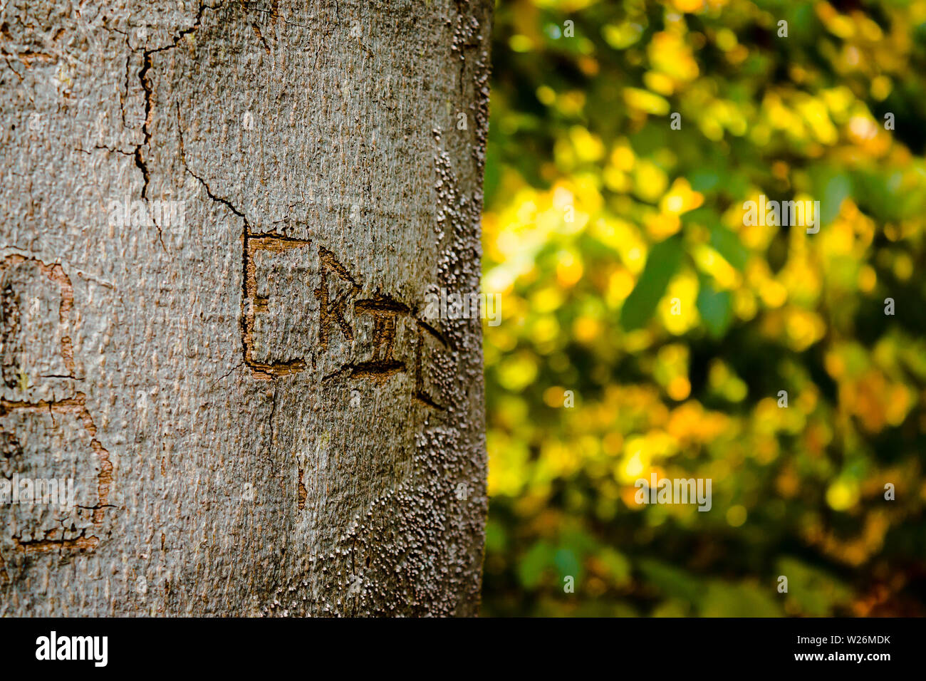 Name carved into a tree in the woods Stock Photo - Alamy