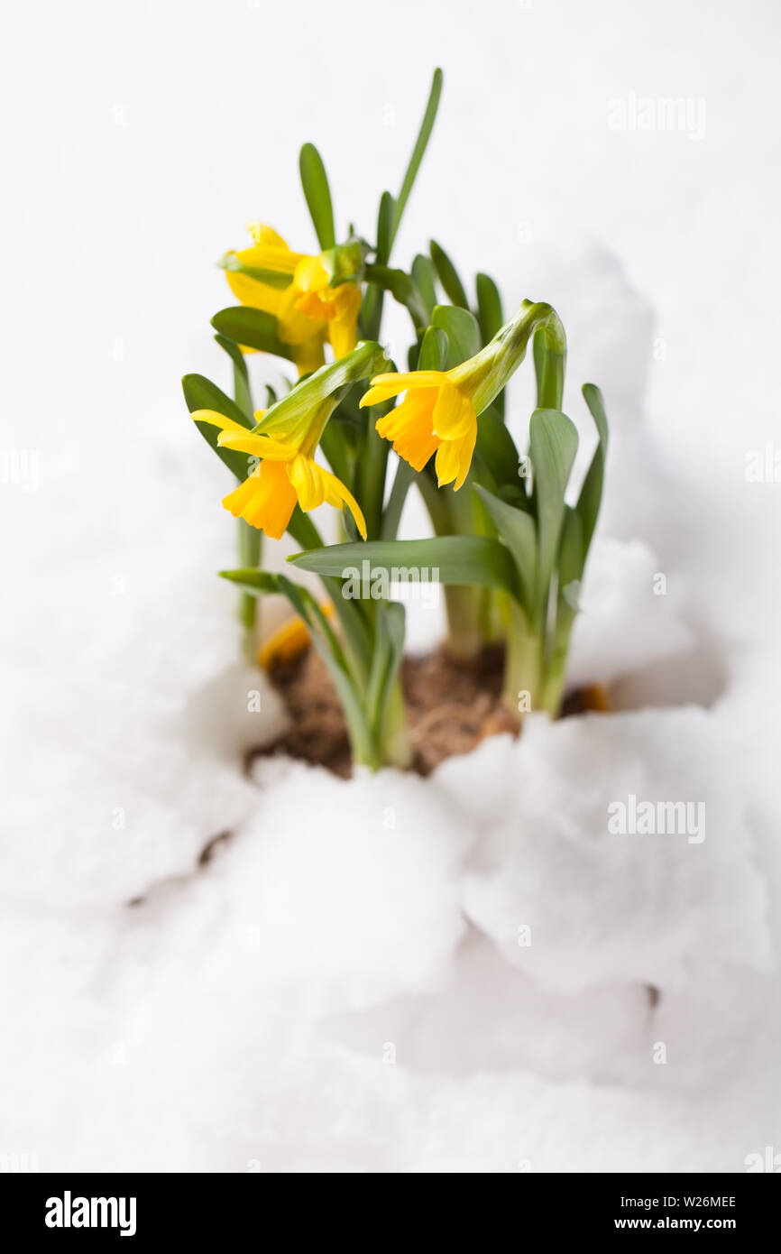 spring flowers breaking through the snow as a sign of the spring ...