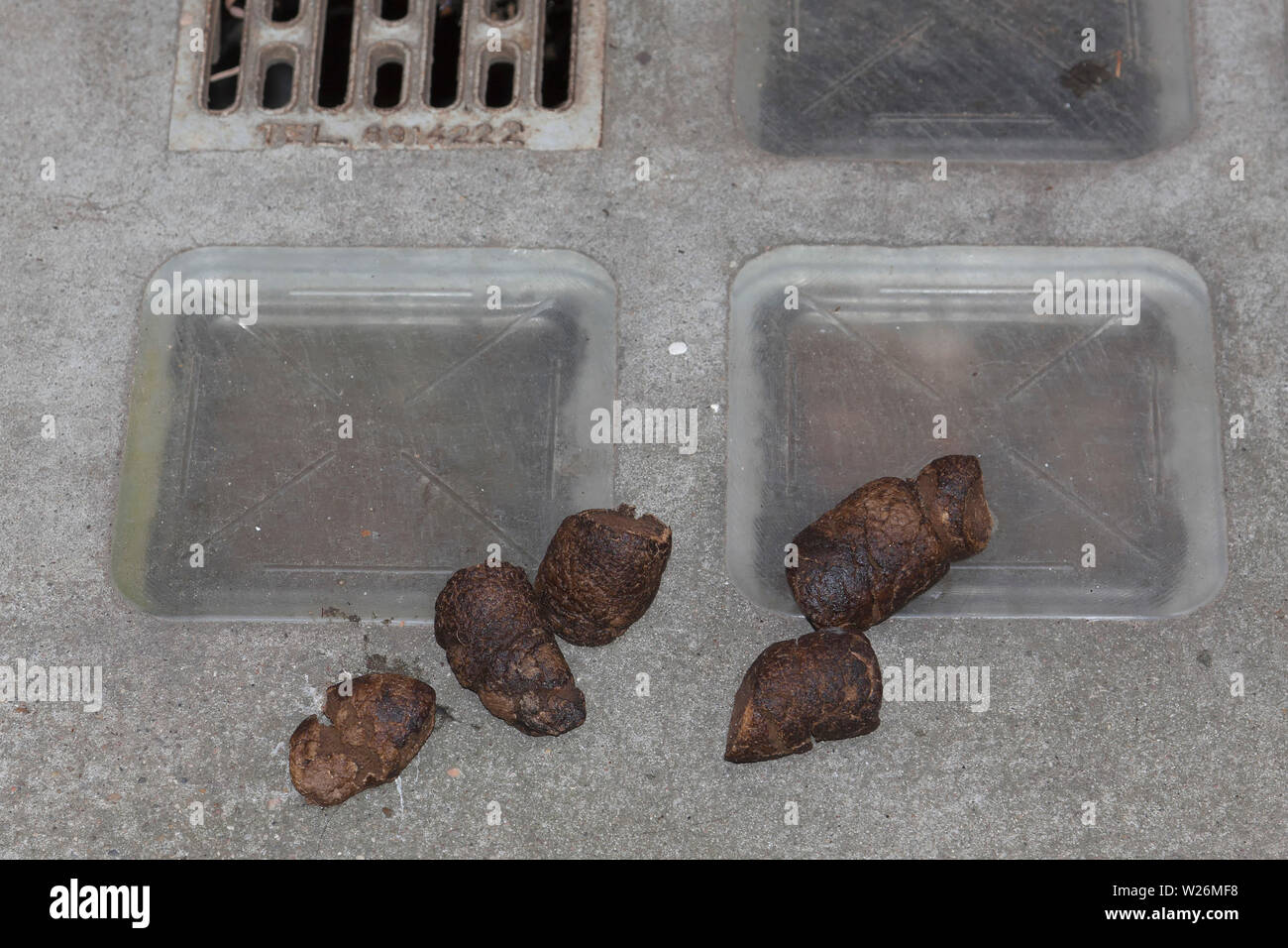 Fox droppings hi-res stock photography and images - Alamy