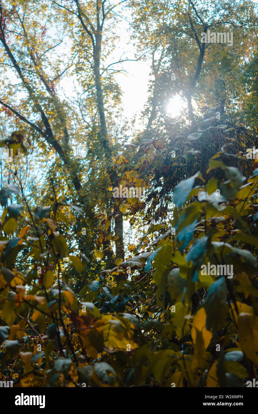 Peaking plant hi-res stock photography and images - Alamy