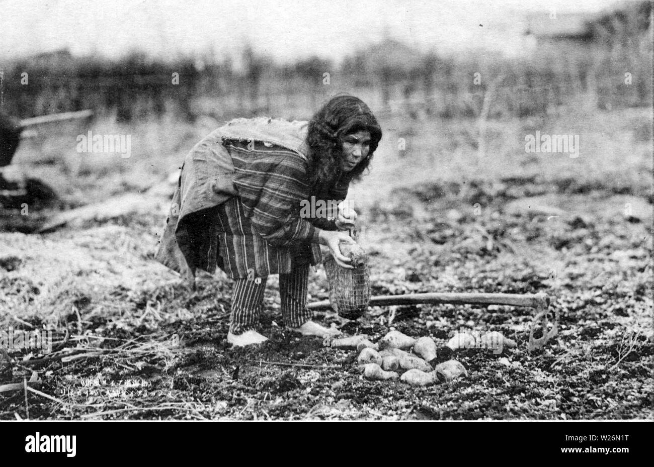 [ 1920s Japan - Ainu Woman ] — Ainu woman digging potatoes. 20th ...