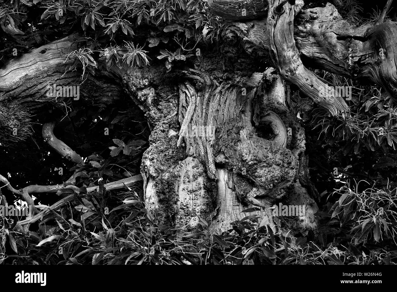 Horizontal chestnut Black and White Stock Photos & Images - Alamy