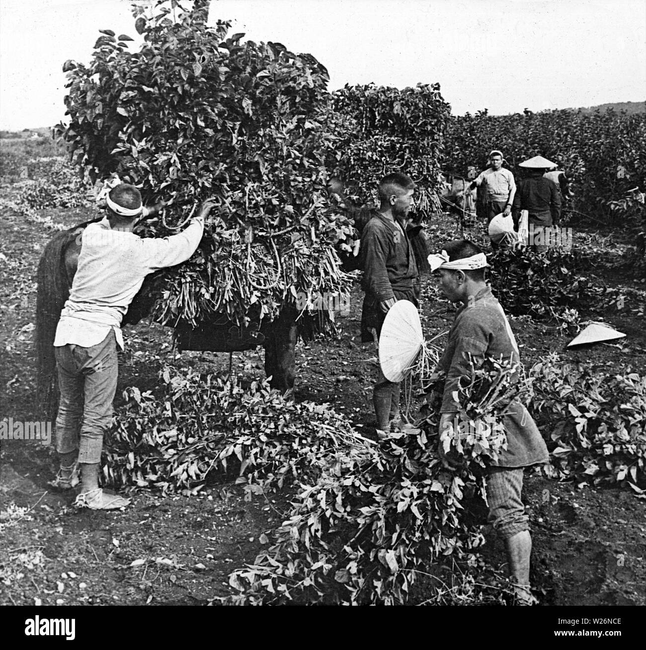 Japanese farmers Black and White Stock Photos & Images - Alamy