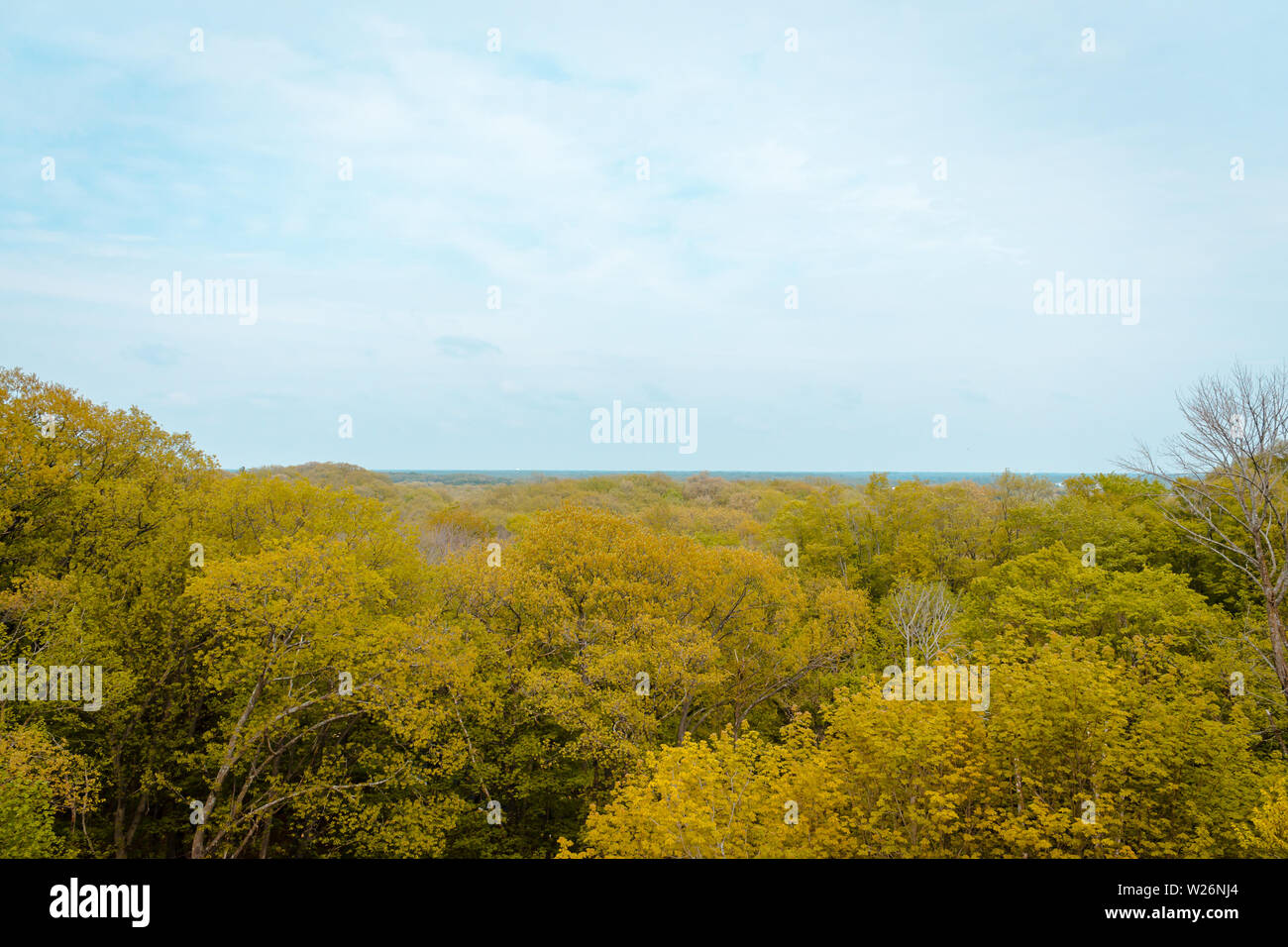 Tree canopy looking back at mainland Michigan from a sand dune in PJ ...