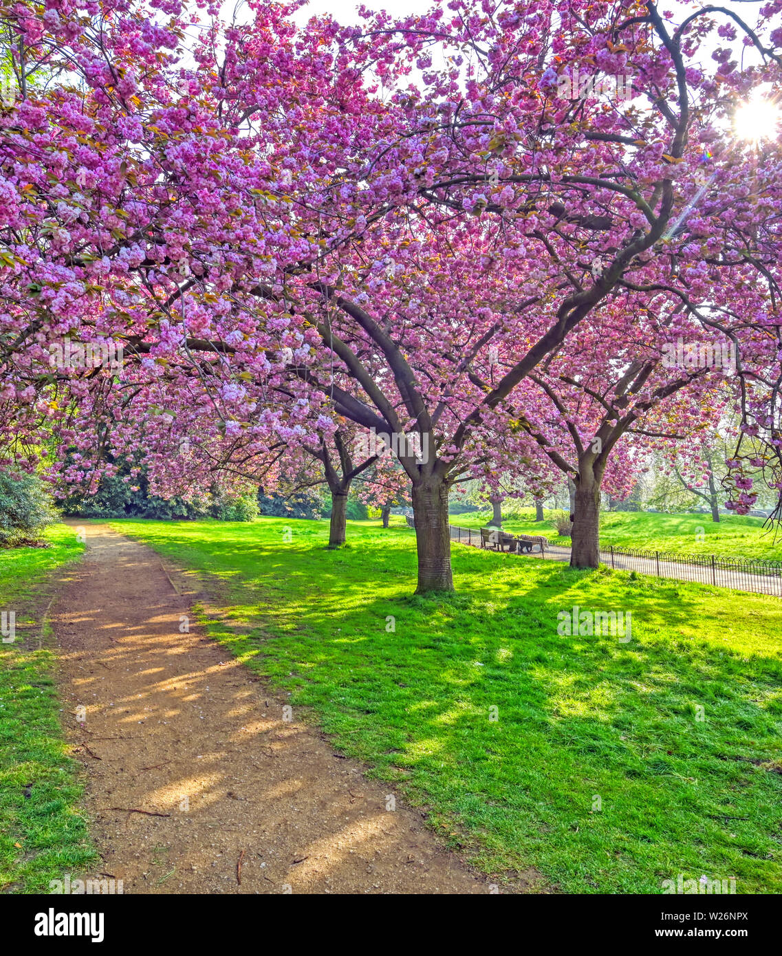 Spring in Hyde Park located in Central London, UK Stock Photo - Alamy