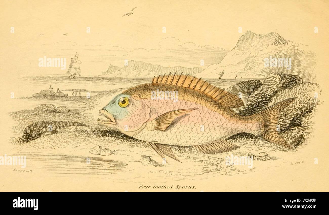 Beautiful vintage hand drawn illustrations of river fishes and eels ...