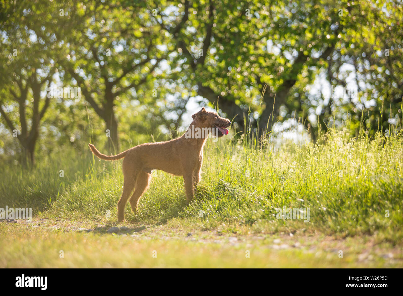 What Is A Dogs Natural Habitat
