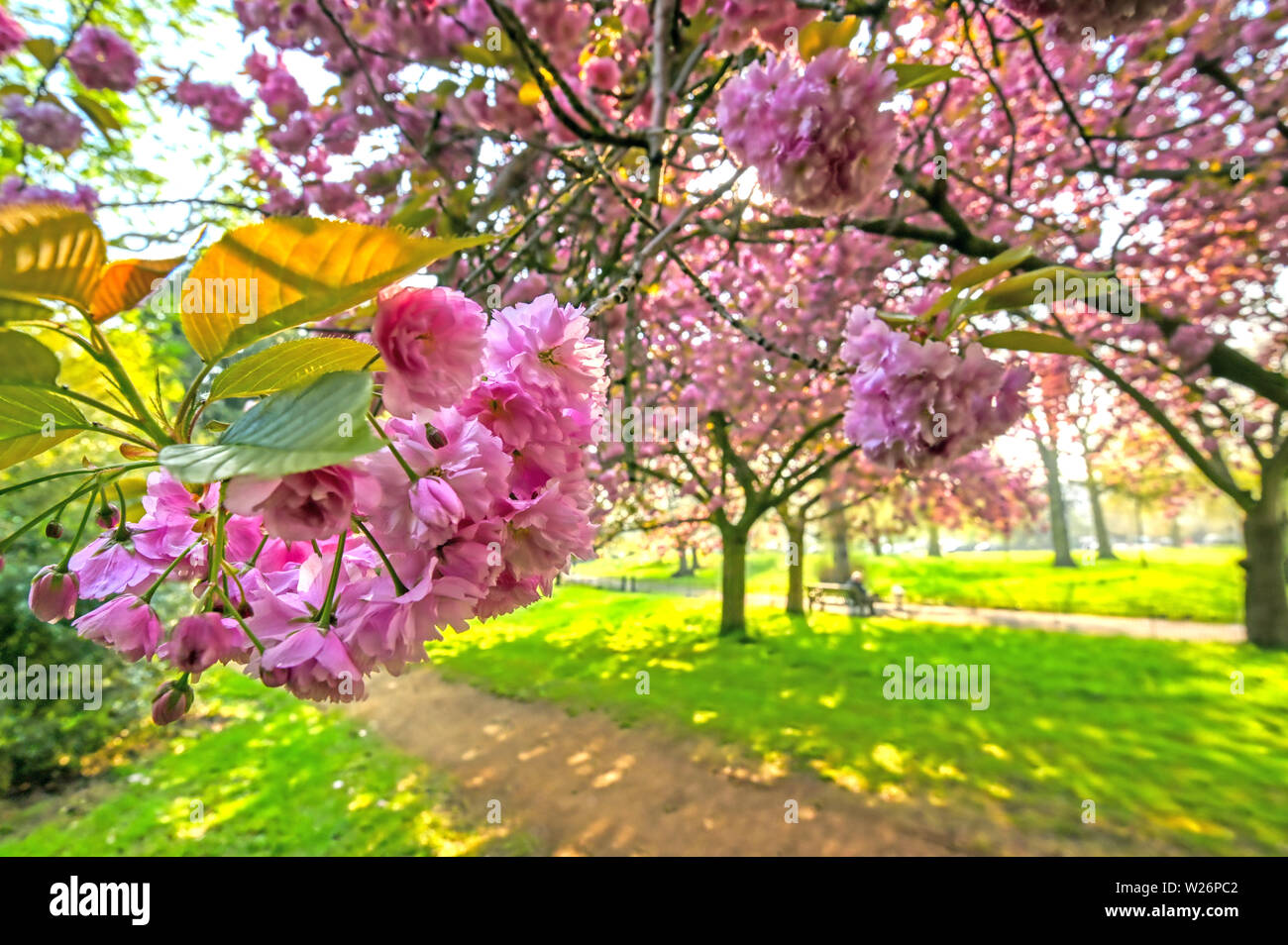 Spring in Hyde Park located in Central London, UK Stock Photo - Alamy