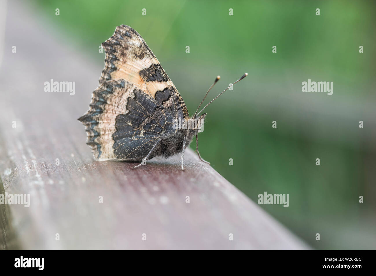 Underside of Small Tortoiseshell (Aglais urticae Stock Photo - Alamy