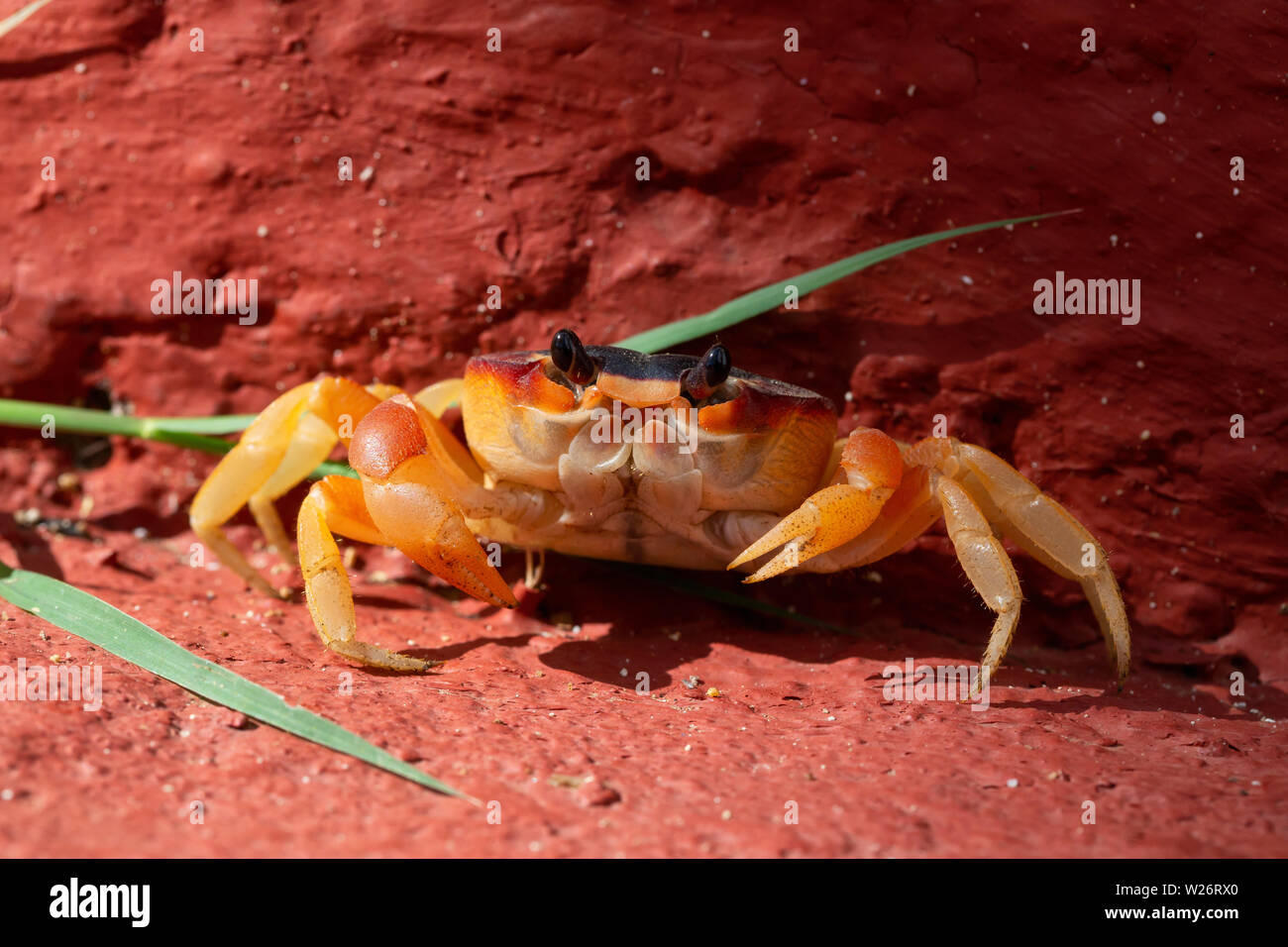 Little red crab hi-res stock photography and images - Alamy
