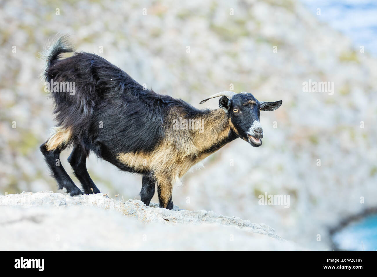 Young female goat in mountains on coast Stock Photo - Alamy