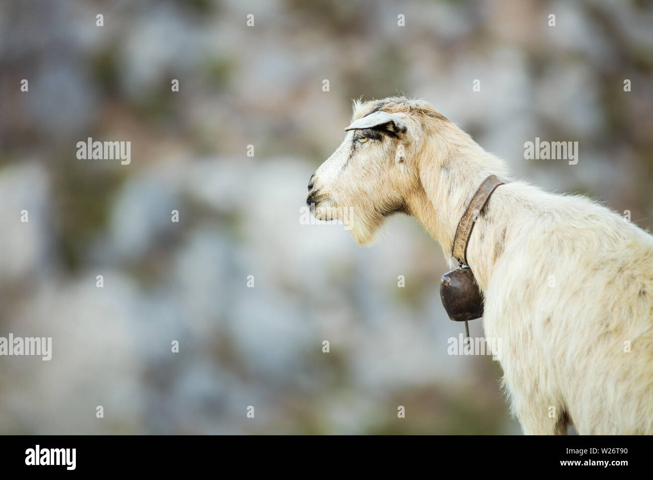 White female goat with bell in mountains Stock Photo - Alamy