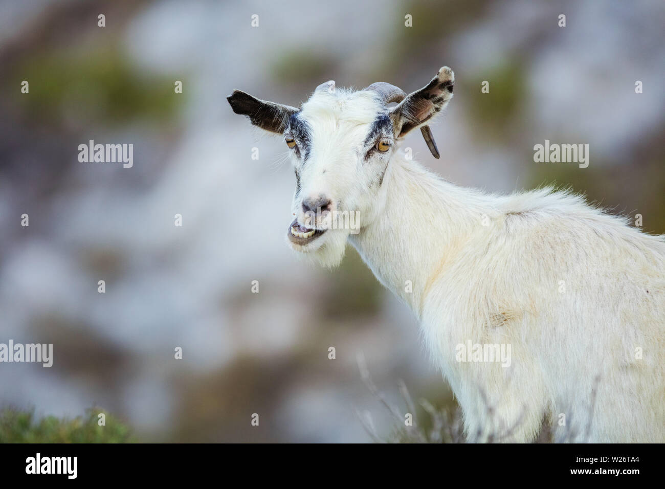 Young female goat chewing something in mountains Stock Photo - Alamy