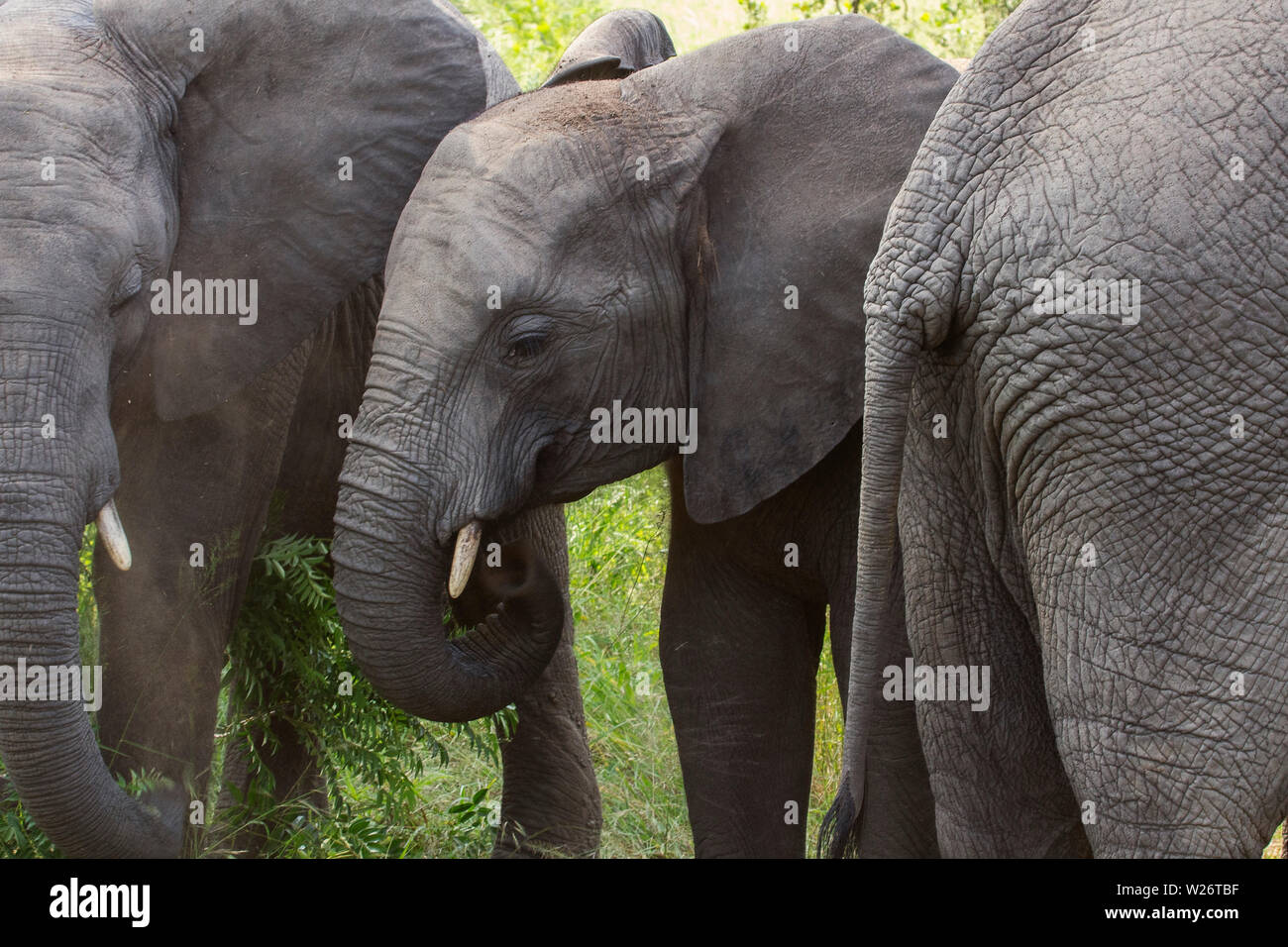 Weeping elephant hi-res stock photography and images - Alamy
