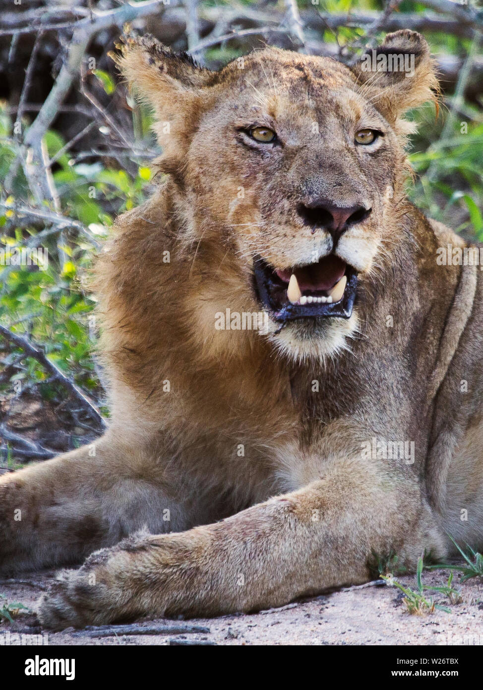 African lion king of the jungle Stock Photo - Alamy