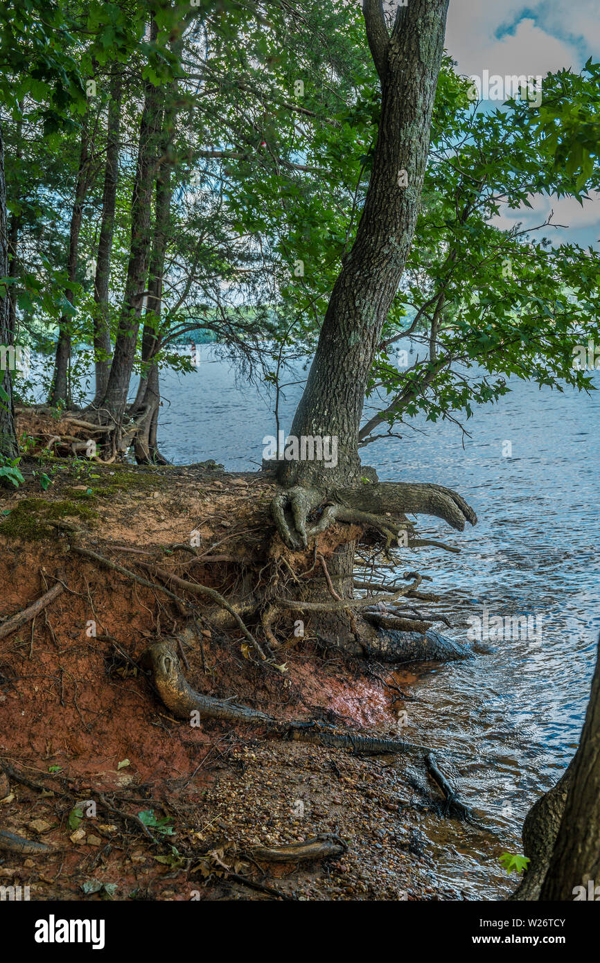 Erosion tree roots shoreline hi-res stock photography and images - Alamy