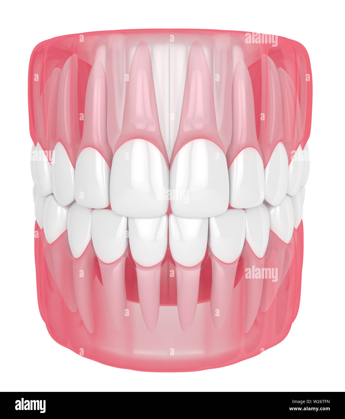 Upper jaw bone hi-res stock photography and images - Alamy