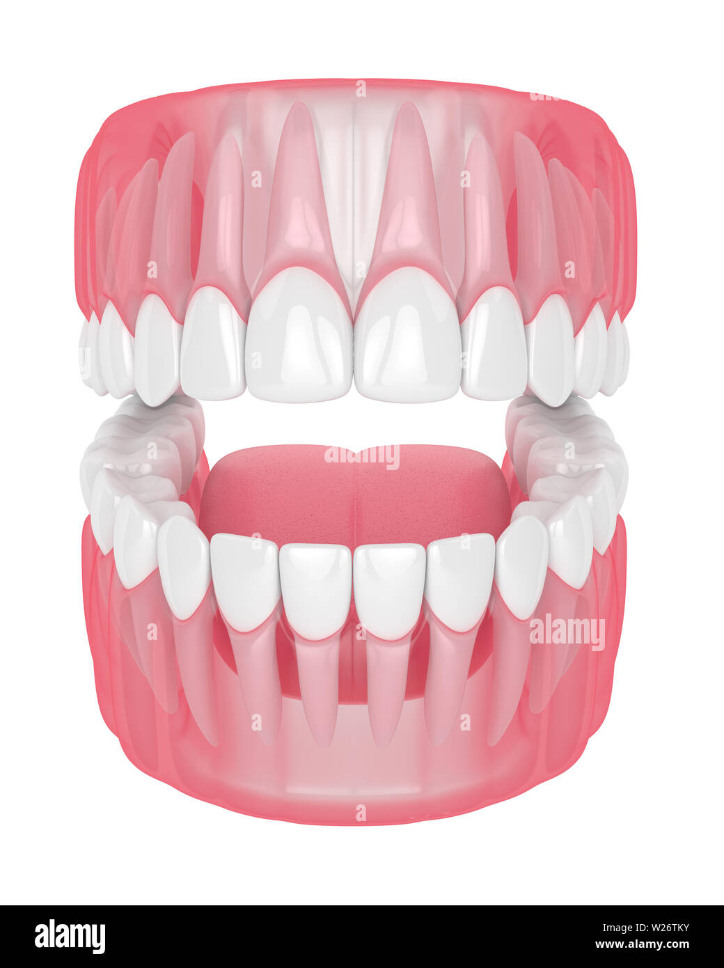 3d render of jaw with teeth over white background Stock Photo - Alamy