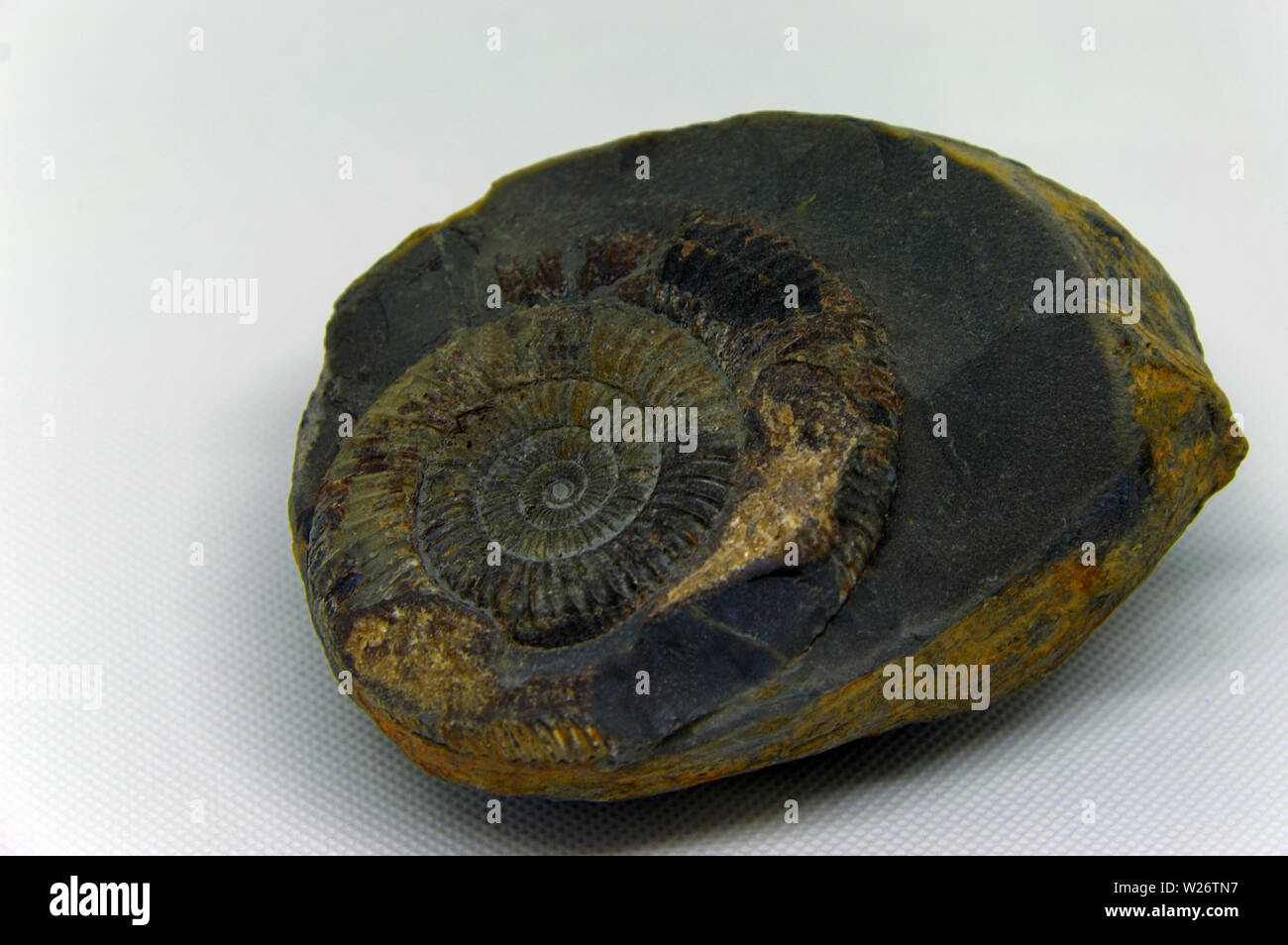 Ammonite fossil extinct marine animal hi-res stock photography and ...