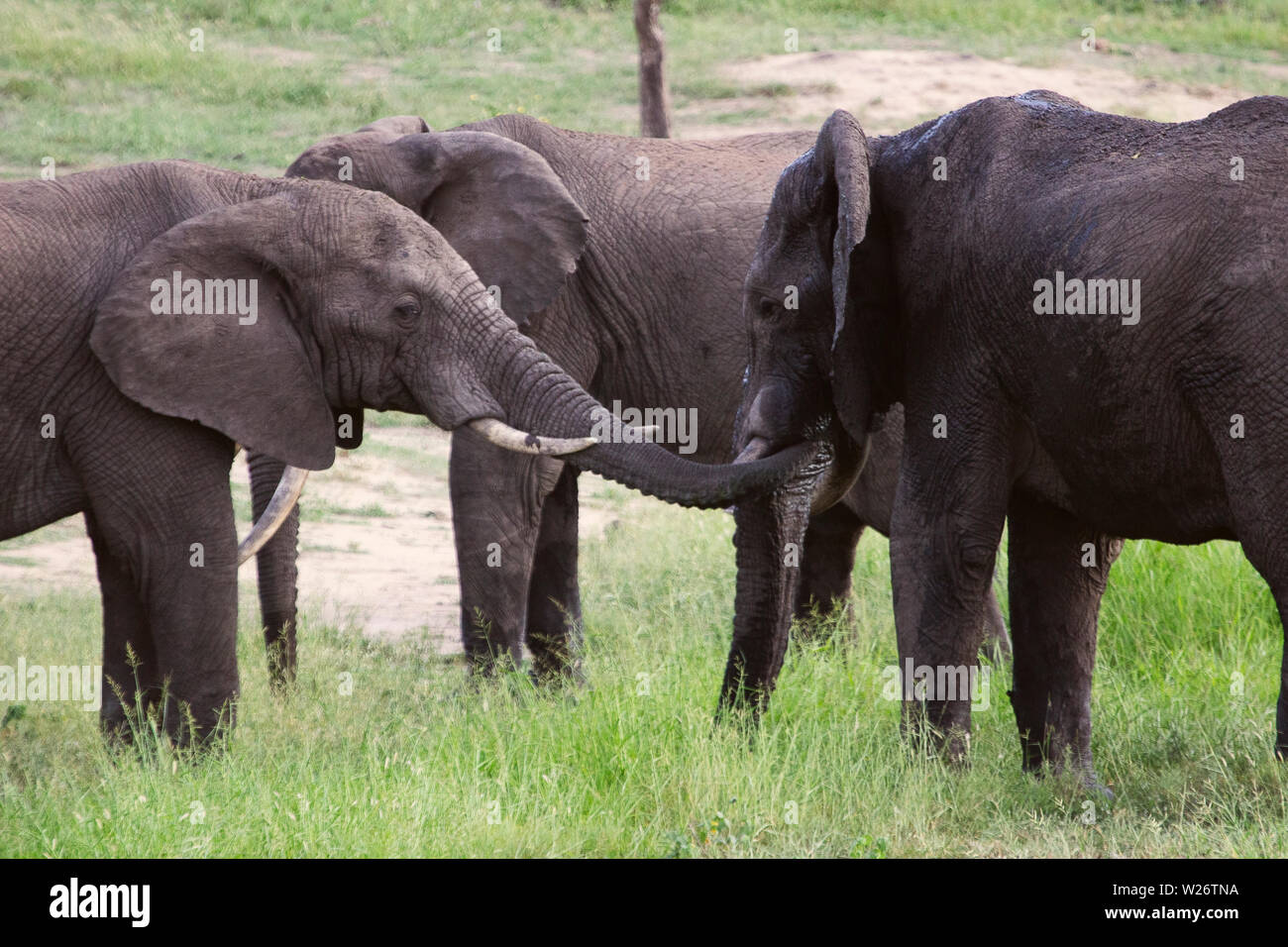 Weeping elephant hi-res stock photography and images - Alamy