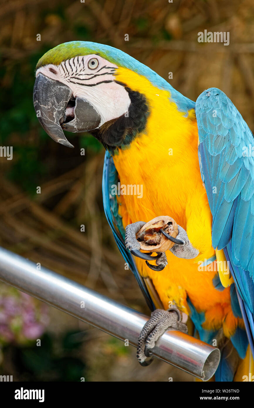 Pr parrot hi-res stock photography and images - Alamy