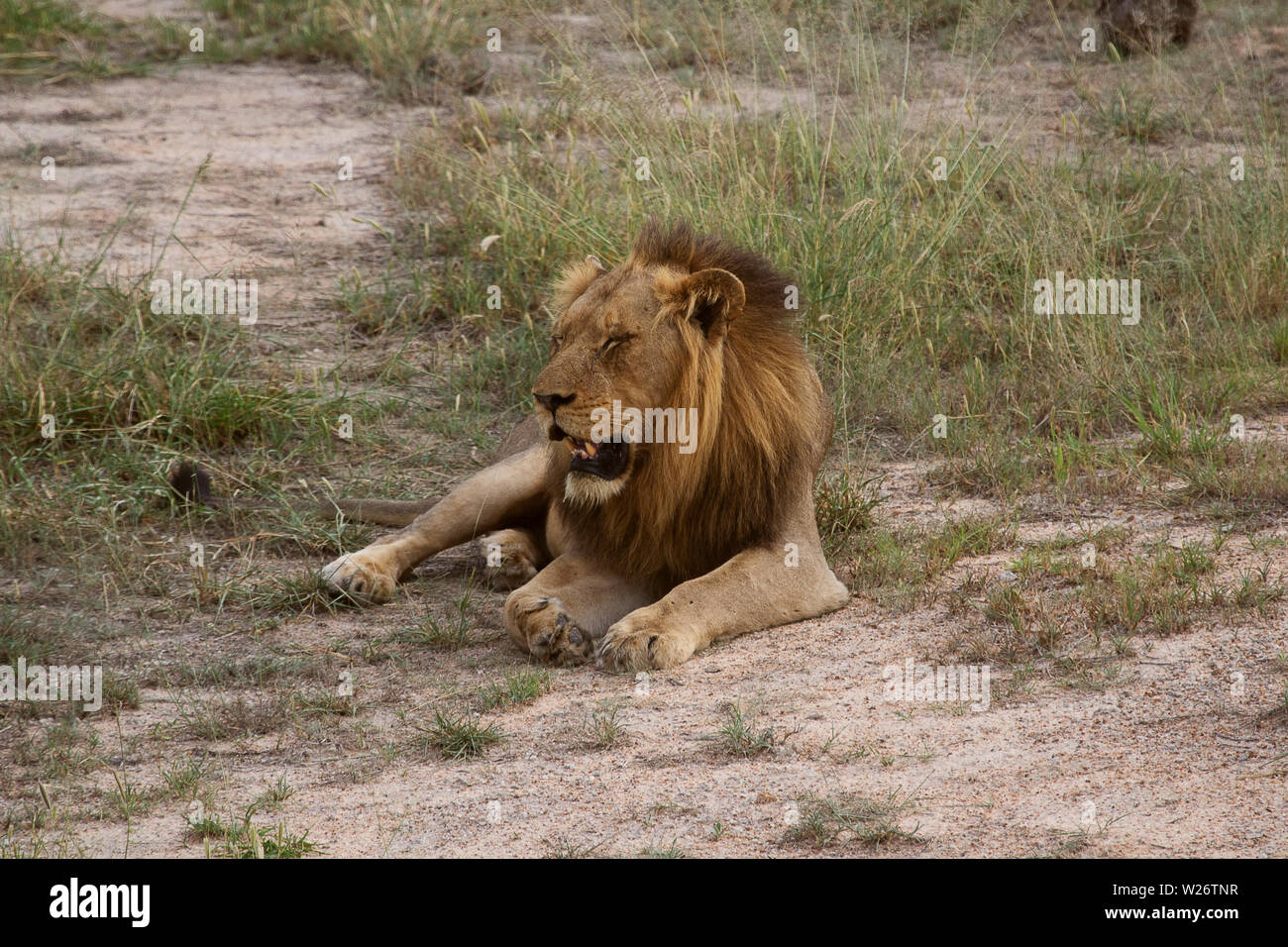 African lion king of the jungle Stock Photo - Alamy