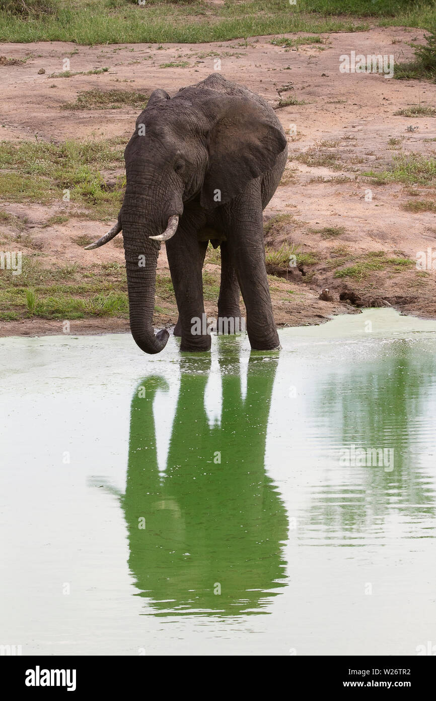 Weeping elephant hi-res stock photography and images - Alamy