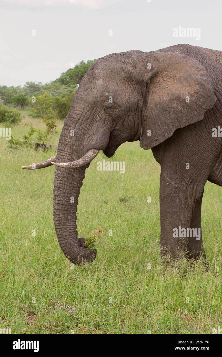 Weeping elephant hi-res stock photography and images - Alamy